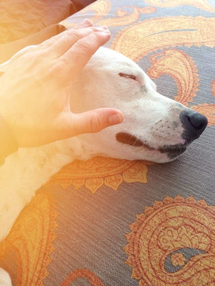 Animal Reiki for Healing Pets: Natural Energy Therapy for All Animals ...